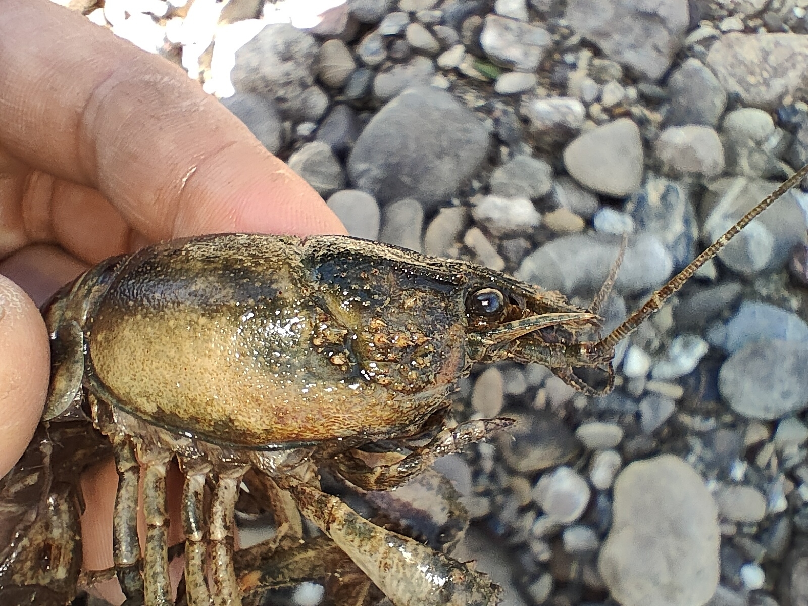 Faxonius limosus (Rafinesque, 1817)