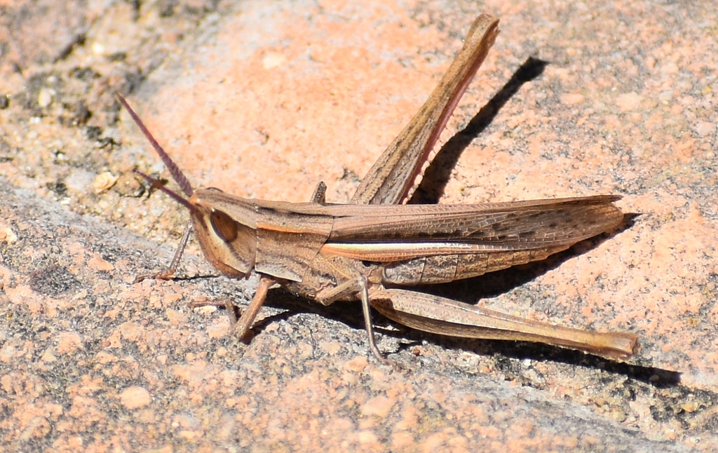 Duronia chloronota in March 2023 by Louise Creed · iNaturalist