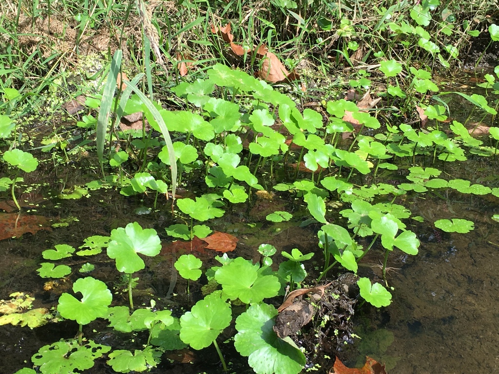 floating marsh pennywort from Chesapeake and Ohio Canal Trl, Potomac ...