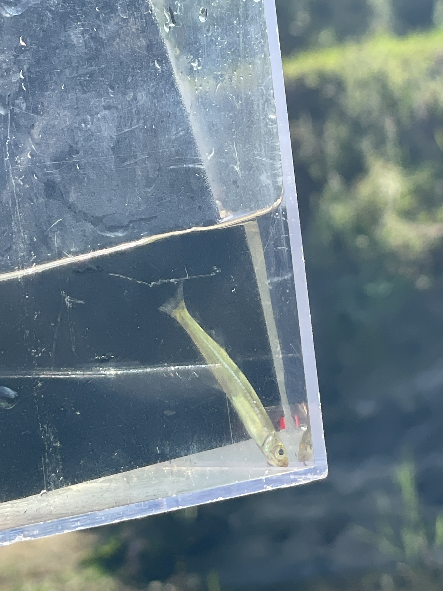 Labidesthes vanhyningi Bean & Reid, 1930