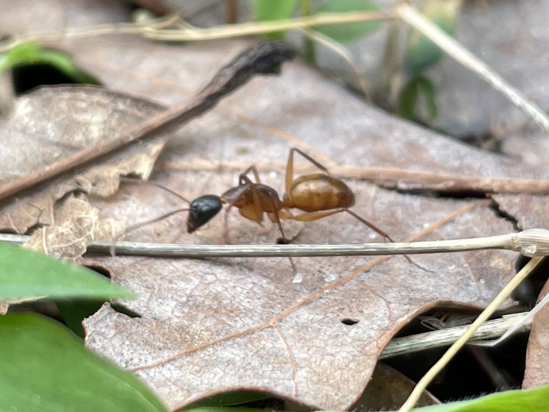 Camponotus americanus (Buckley, 1866)