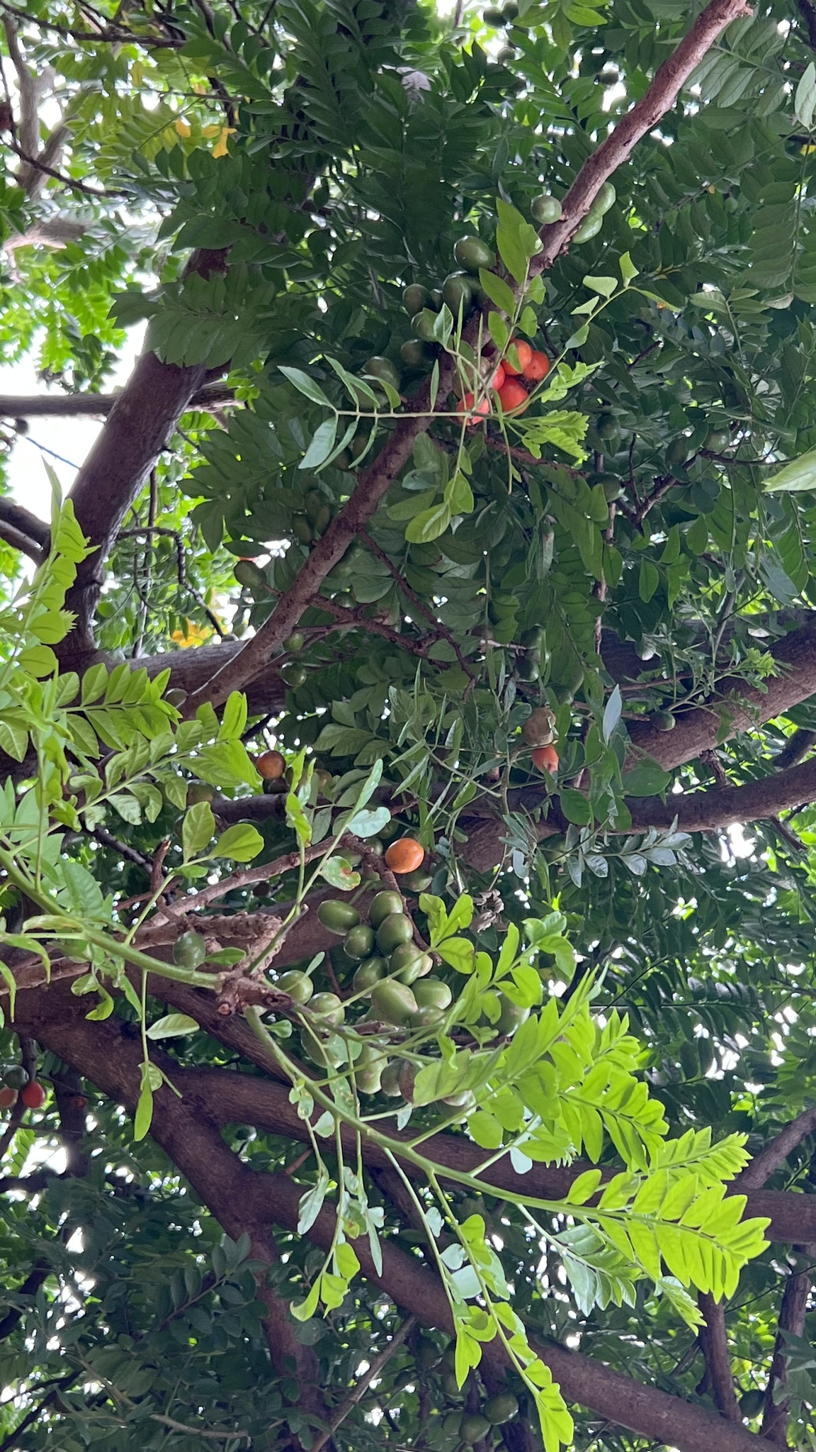 Spondias purpurea L.