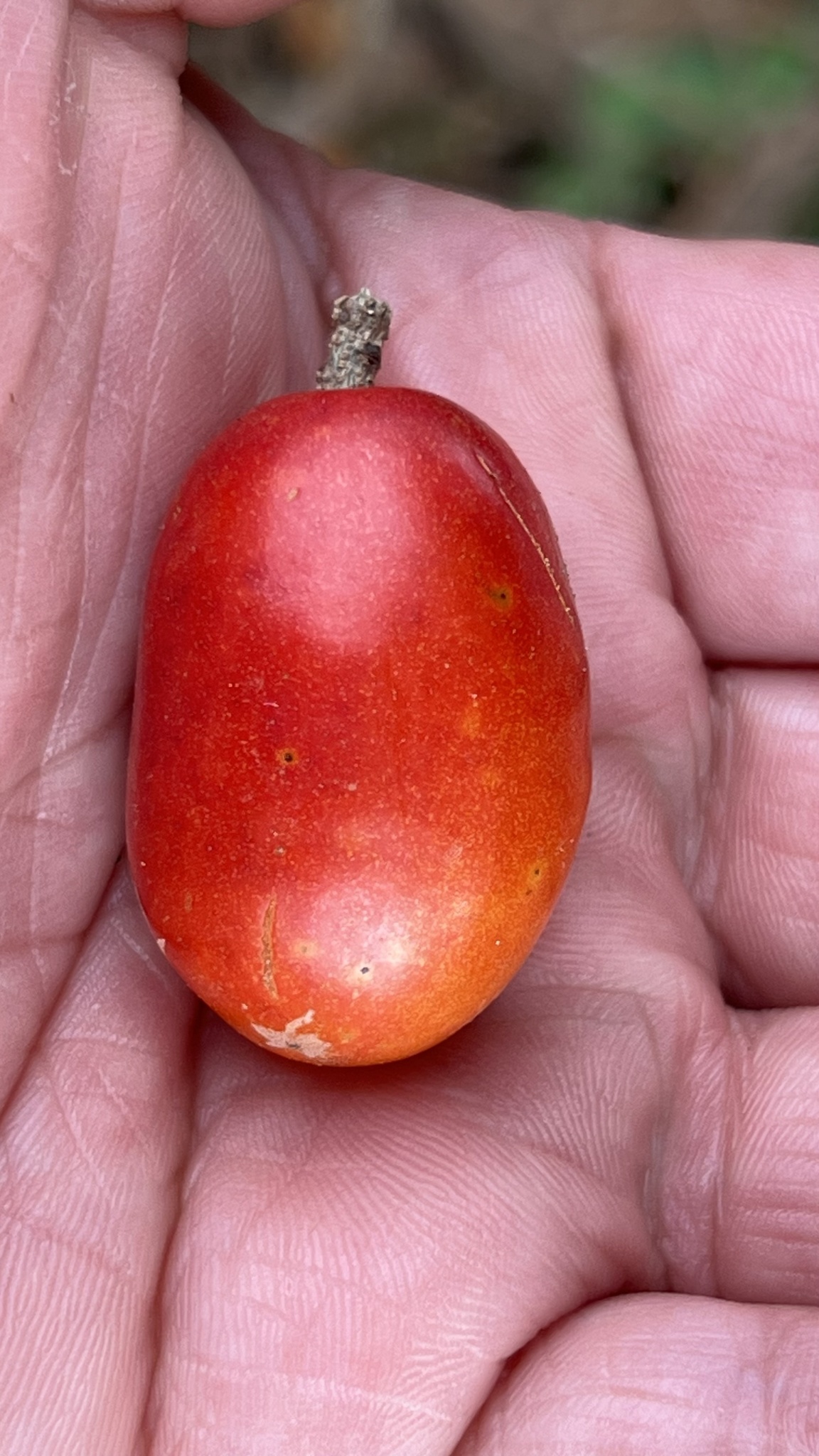 Spondias purpurea L.