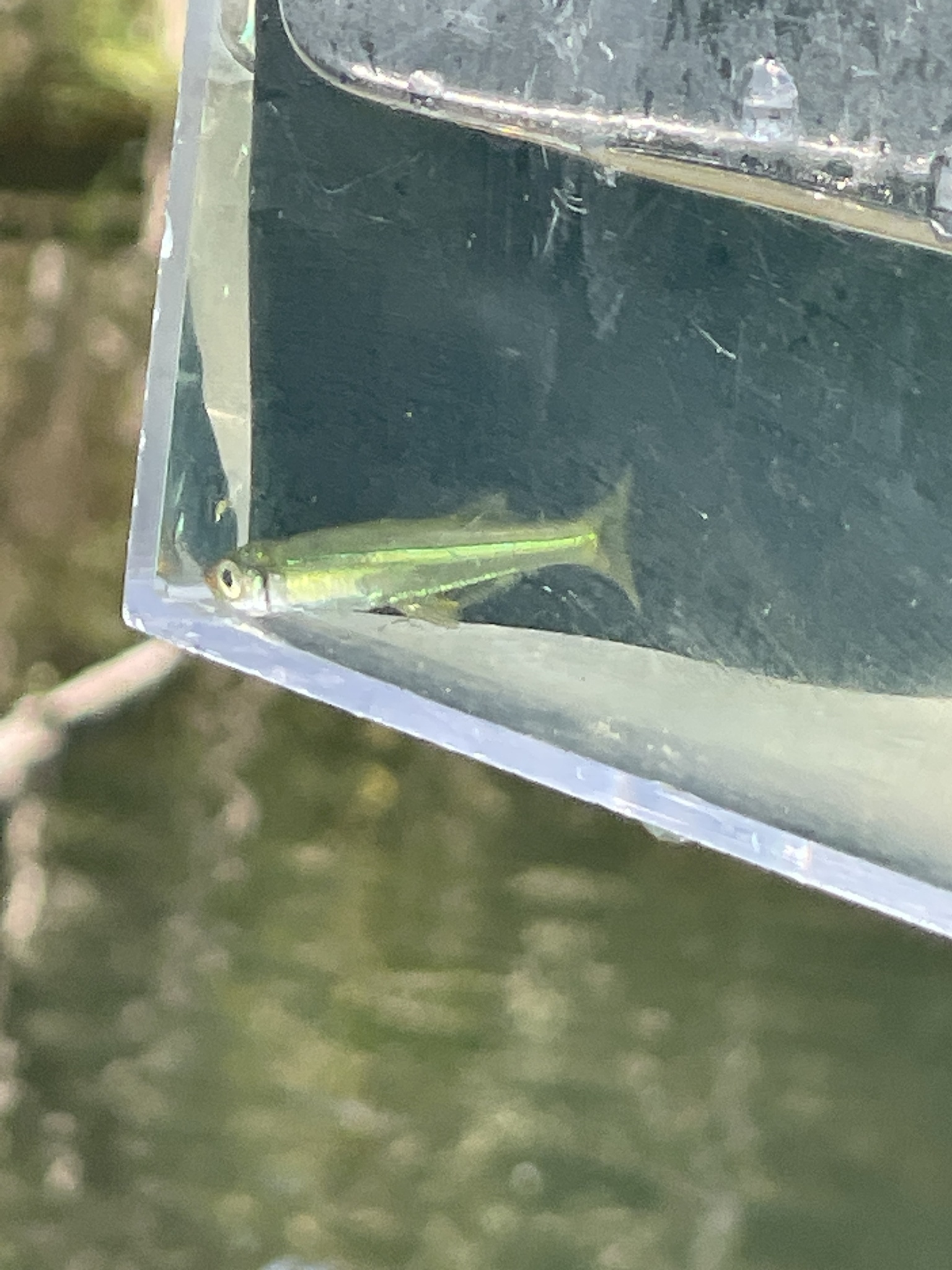 Labidesthes vanhyningi Bean & Reid, 1930