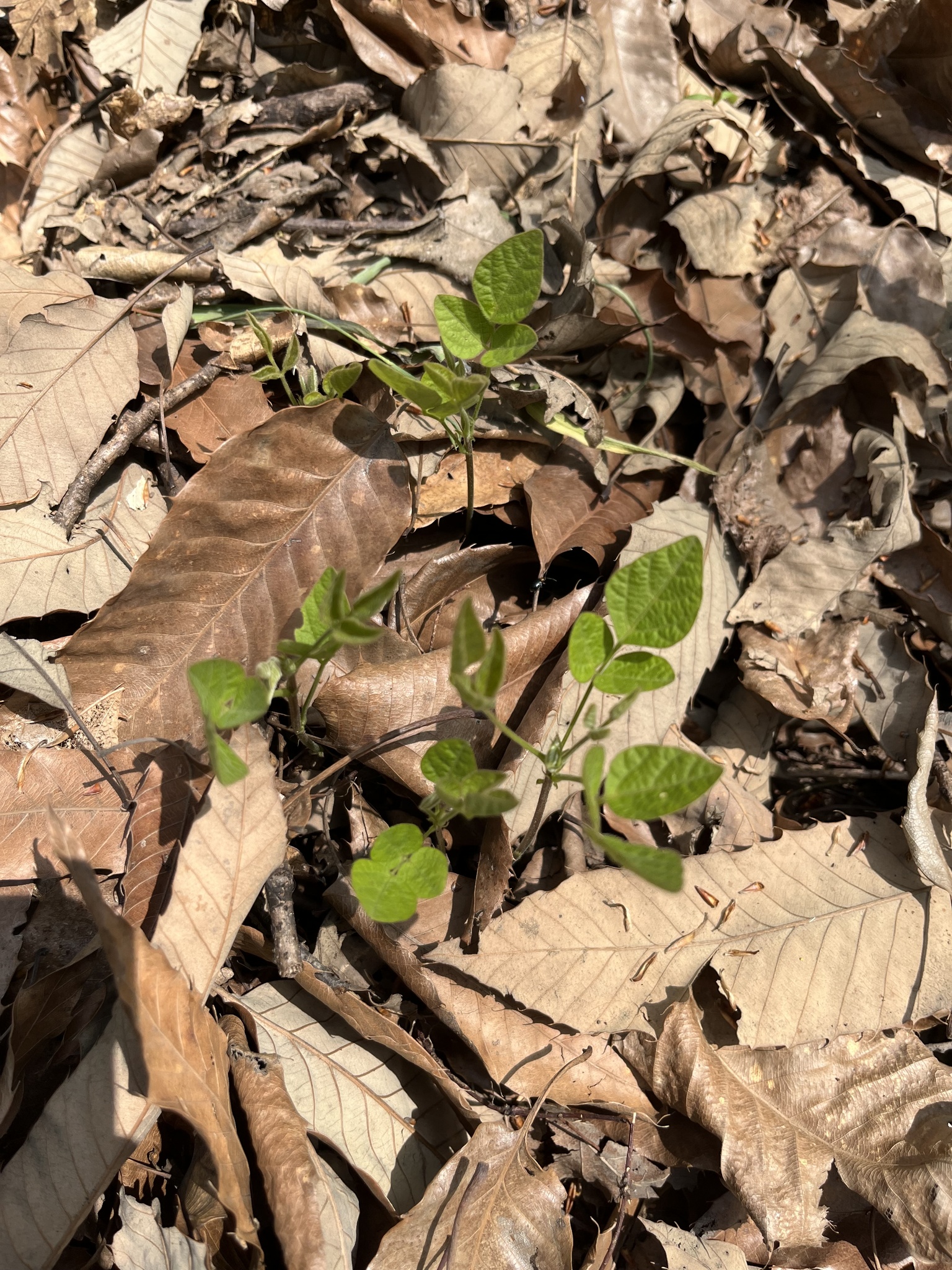 Amphicarpaea Elliott ex Nutt.
