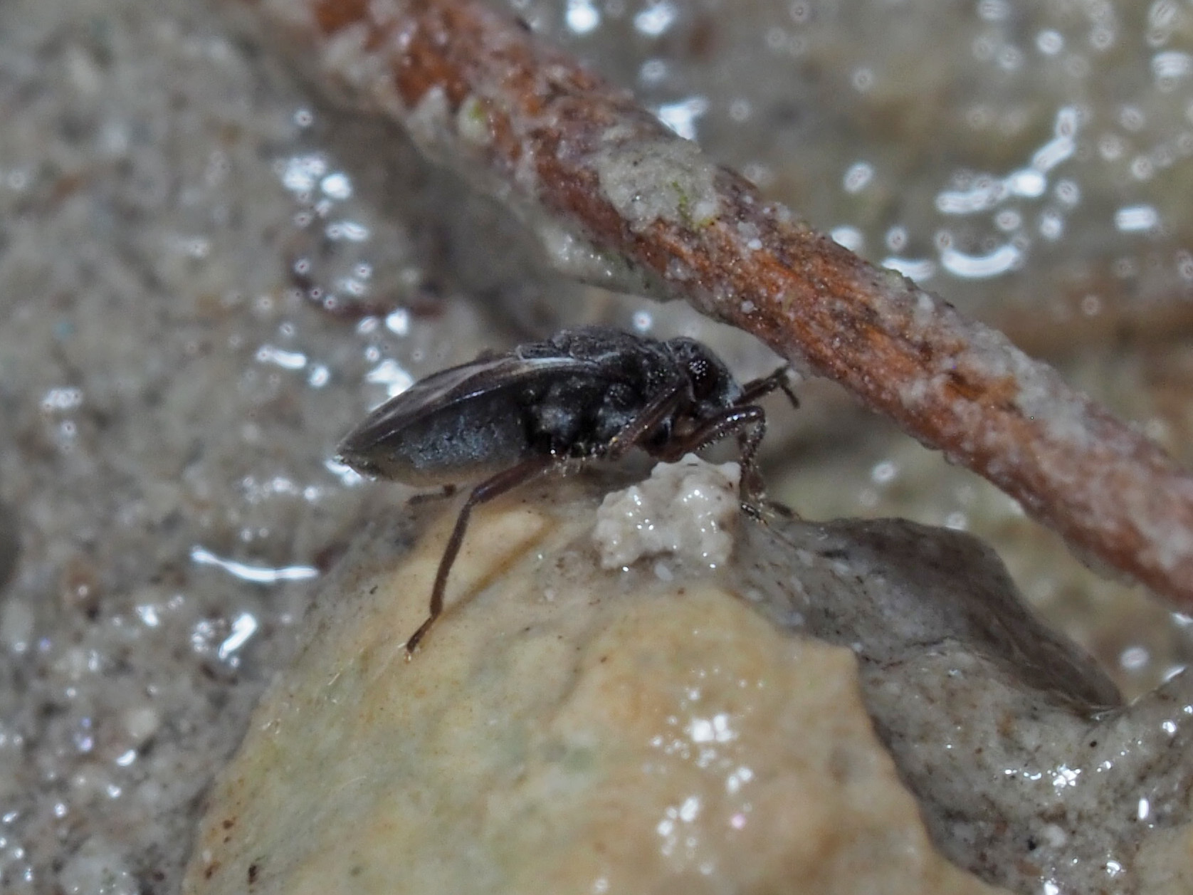 Hebrus pusillus (Fallén, 1807)