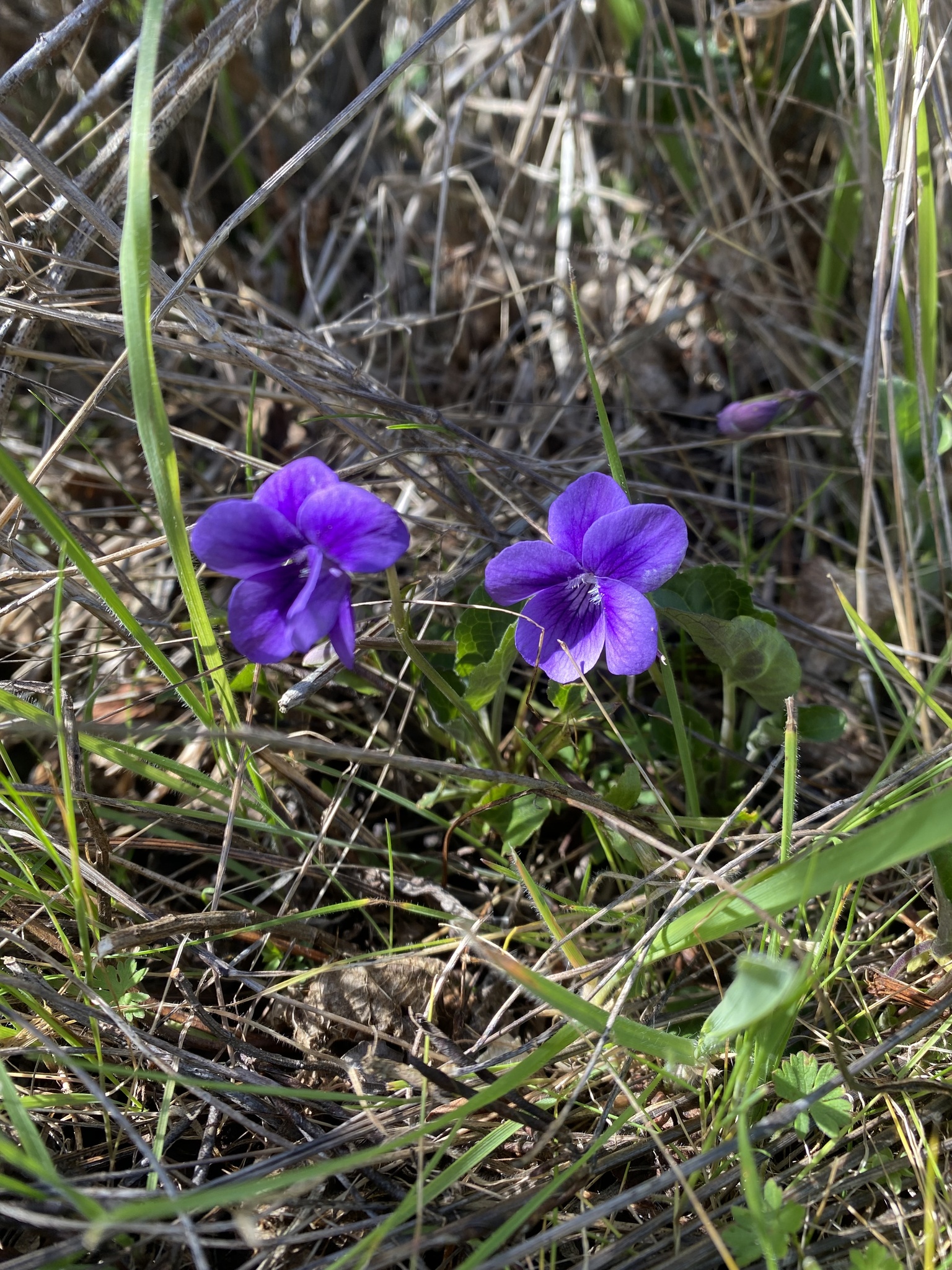 Viola adunca Sm.