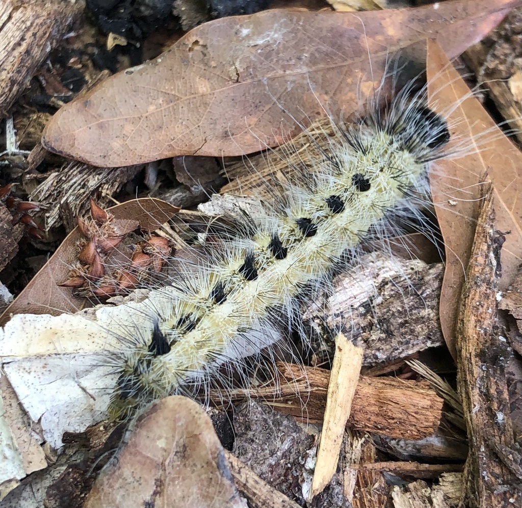 Hackberry Dagger from NW 12th Ave, Gainesville, FL, US on March 28 ...