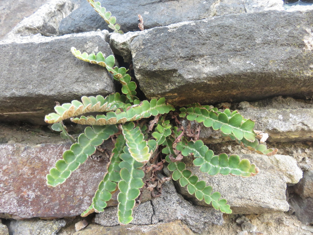 Rustyback (Asplenium ceterach) - Botanical Realm
