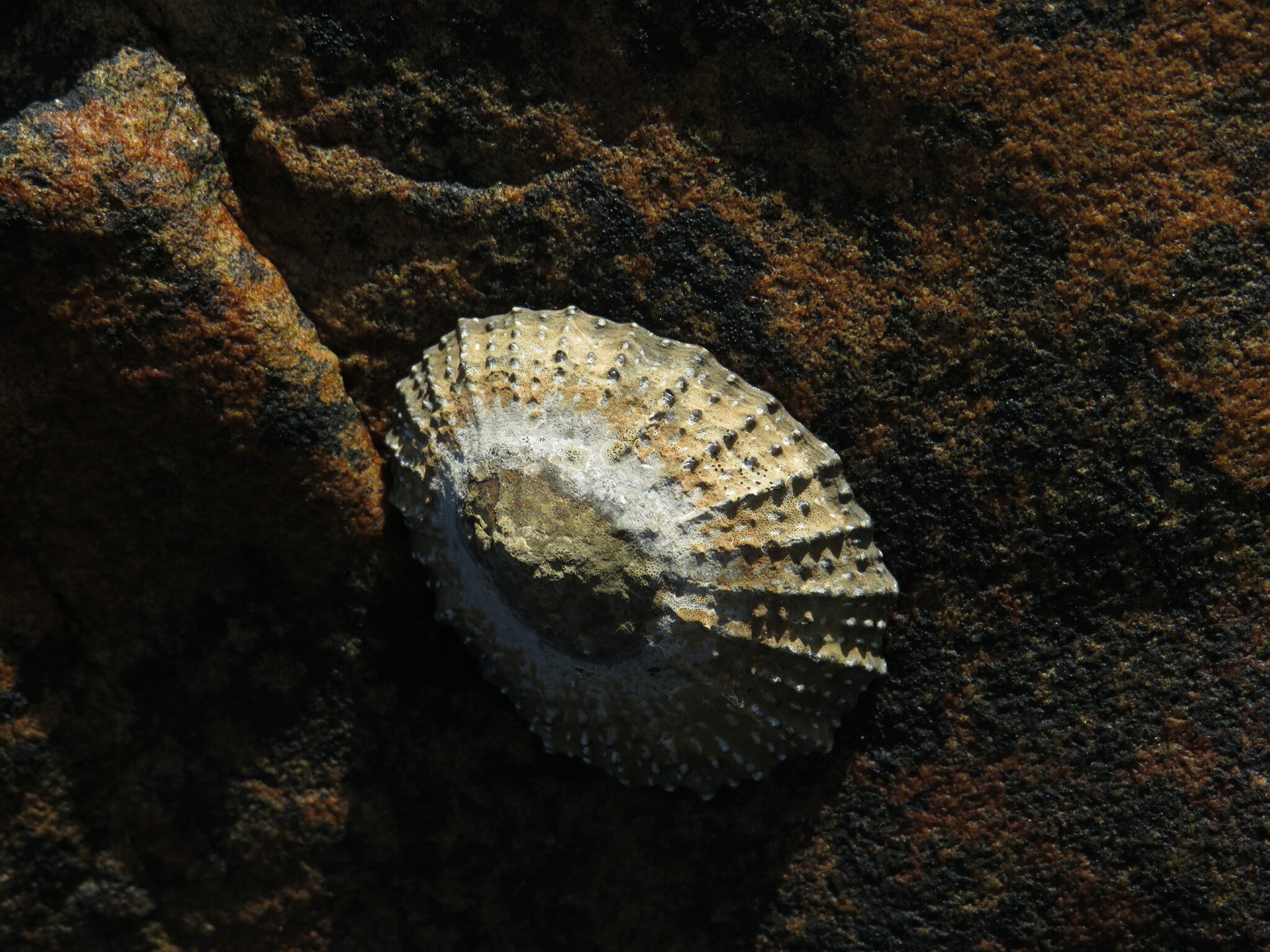 Scutellastra granularis (Linnaeus, 1758)