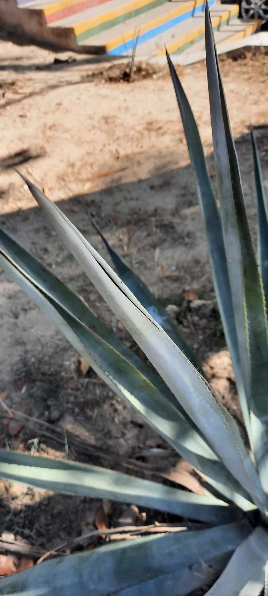 Agave tequilana F.A.C.Weber