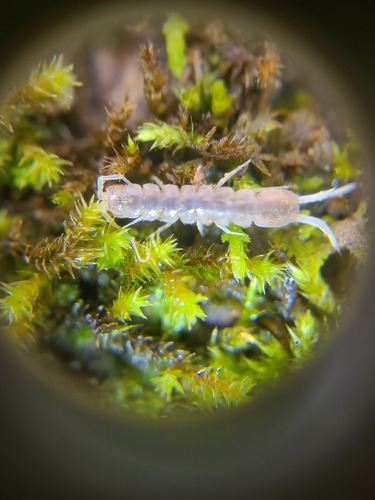 Caecidotea oculata · iNaturalist