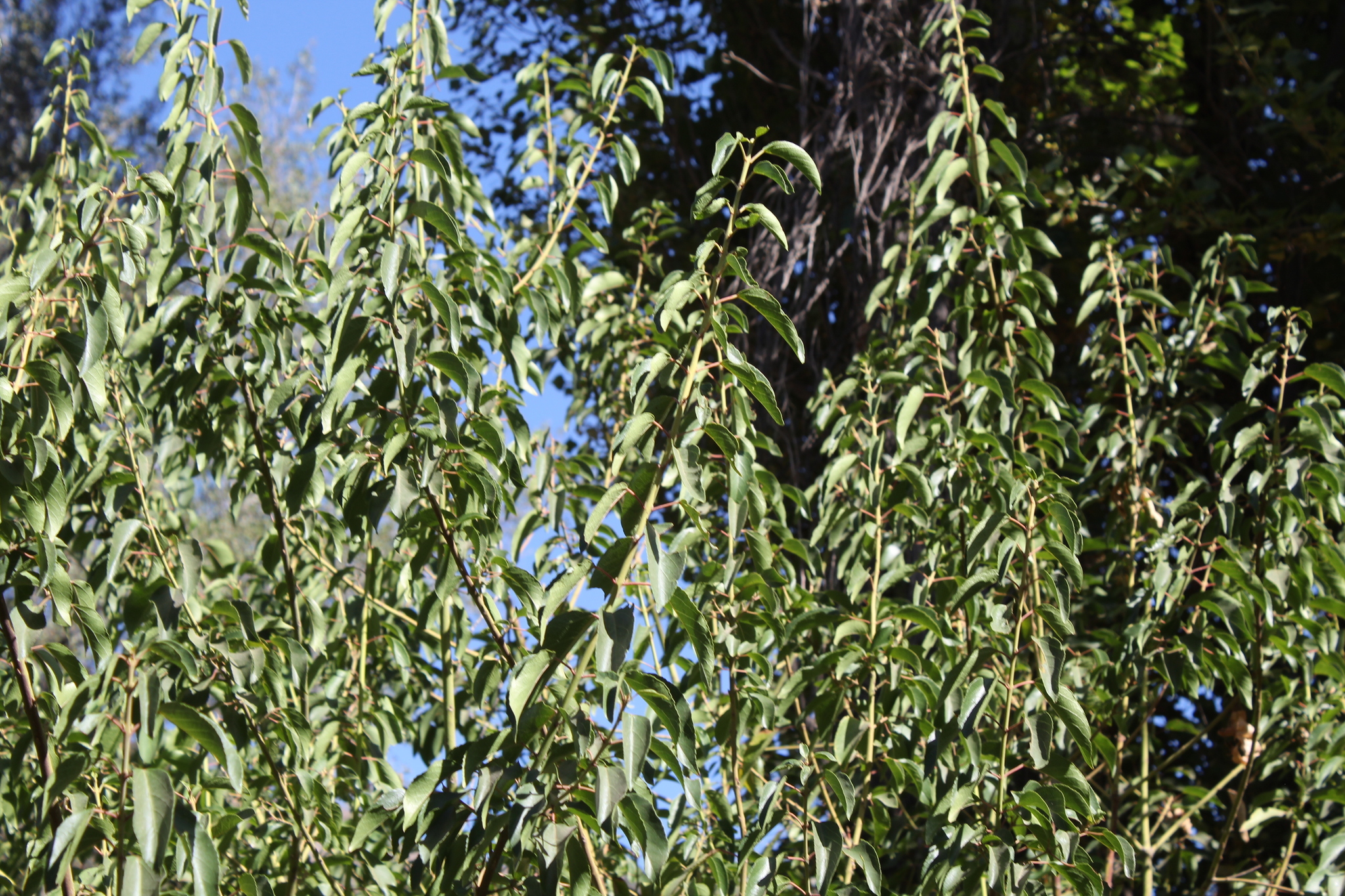 Aristotelia chilensis (Molina) Stuntz