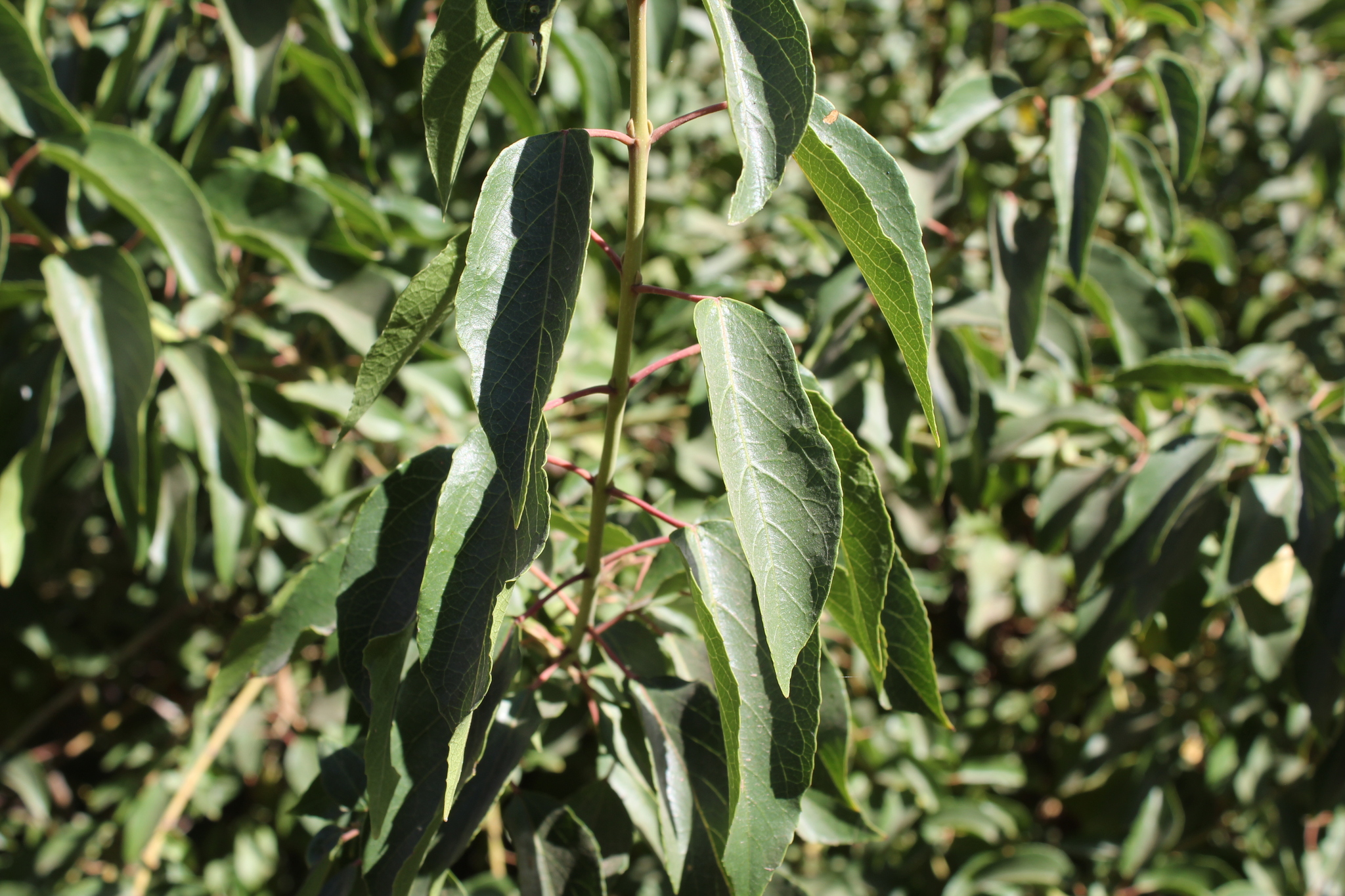 Aristotelia chilensis (Molina) Stuntz
