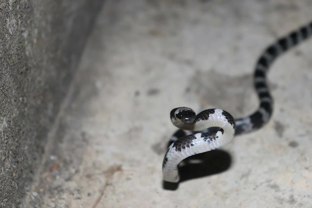 Formosa Wolf Snake from 巴东县野三关镇 by 董俊材 · iNaturalist
