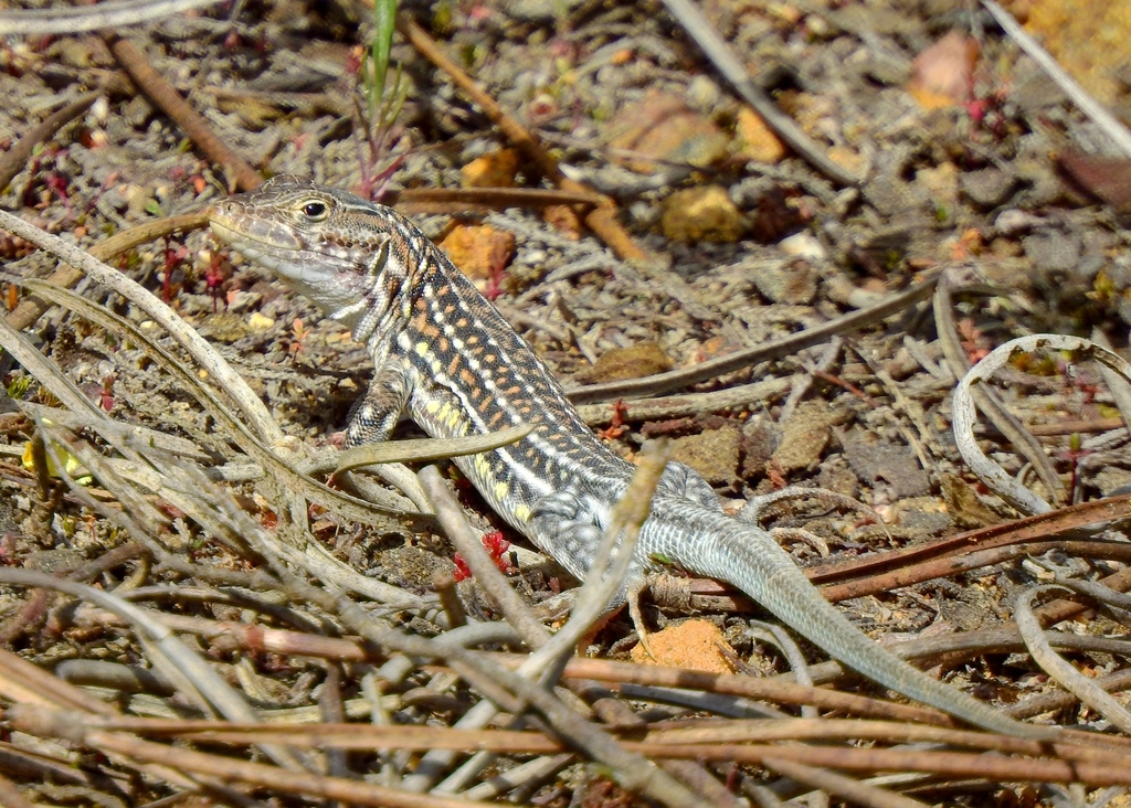 Acanthodactylus erythrurus erythrurus from 2845 Amora, Portugal on ...