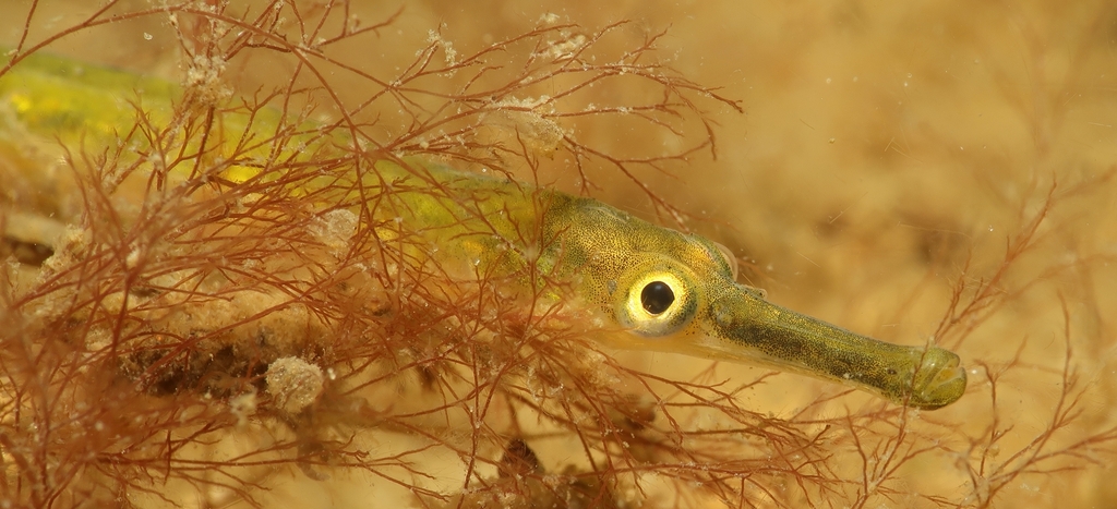 Lesser Pipefish from 24229 Strande, Deutschland on March 28, 2023 at 12 ...