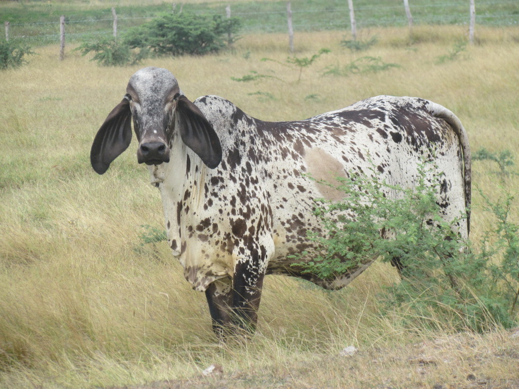 Zebu (Bos indicus) - Know Your Mammals