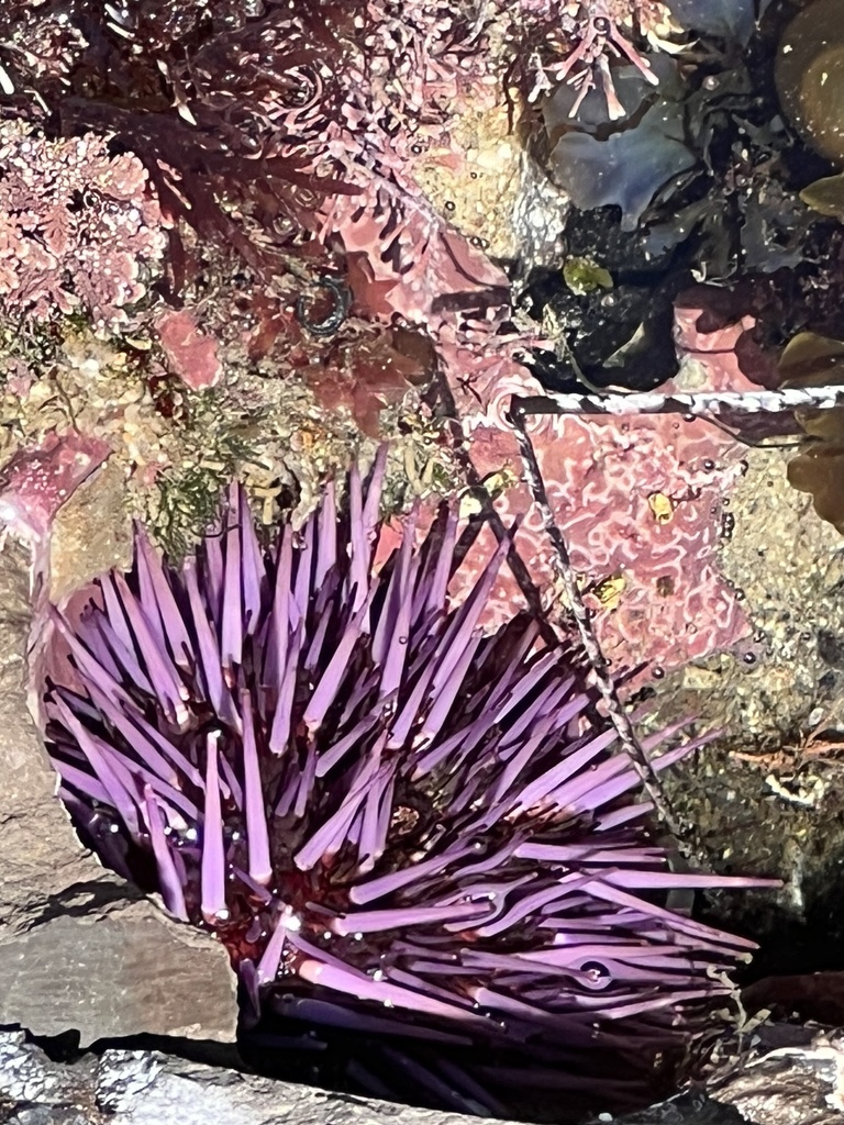 Pacific Purple Sea Urchin from Newport Bay, Newport Beach, CA, US on ...