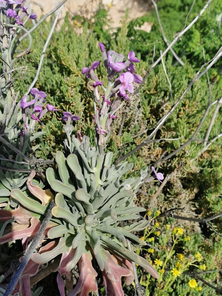 Matthiola incana melitensis from Dwejra, St Lawrence, Malta on March 28 ...