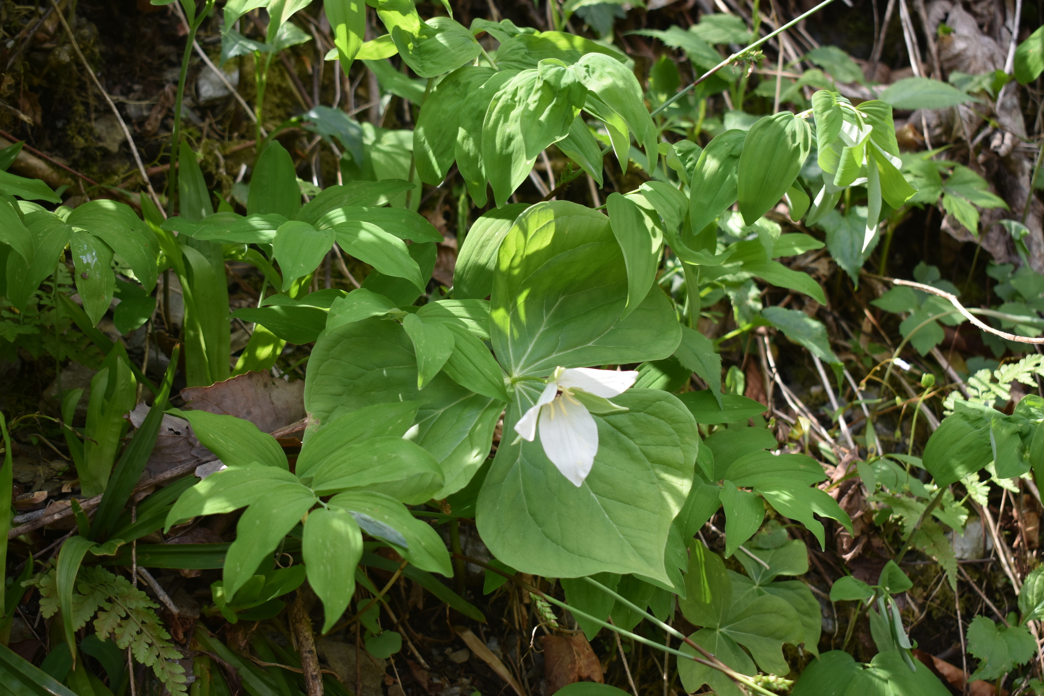 Trillium simile Gleason