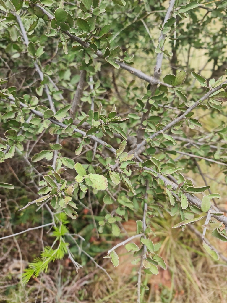 Puzzle Bush from Carletonville, 2499, South Africa on March 28, 2023 at ...
