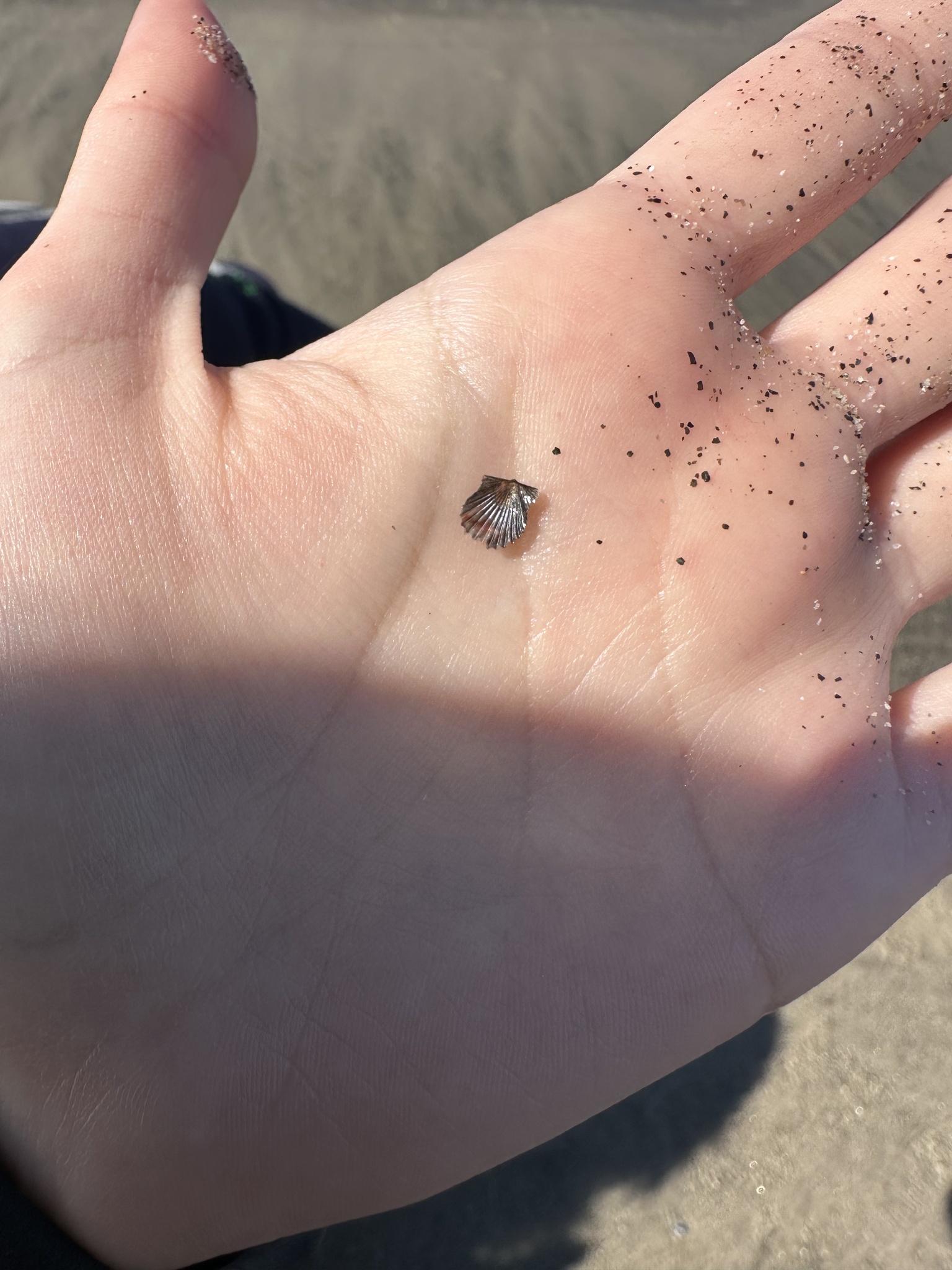 Leptopecten latiauratus (Conrad, 1837)