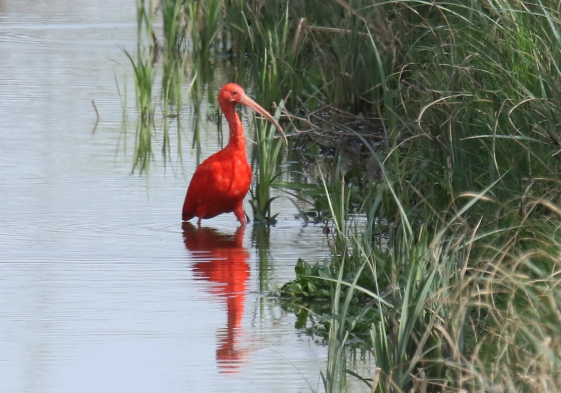 Eudocimus ruber (Linnaeus, 1758)