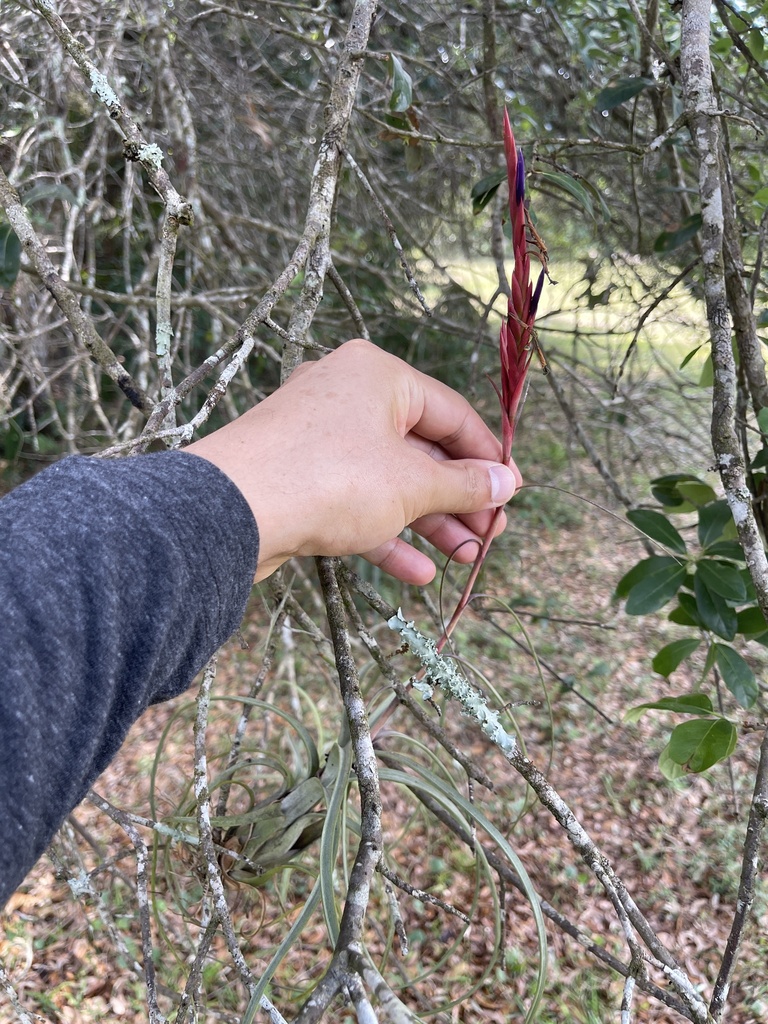 Balbis' airplant in March 2023 by pondcypressstudio · iNaturalist