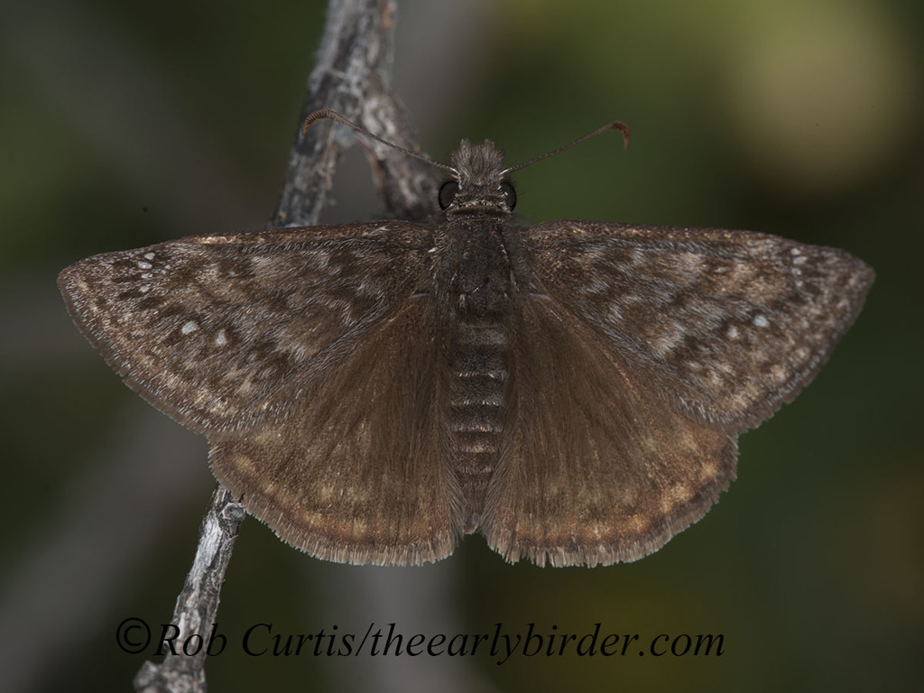 Propertius Duskywing from Contra Costa County, CA, USA on June 06, 2018 ...