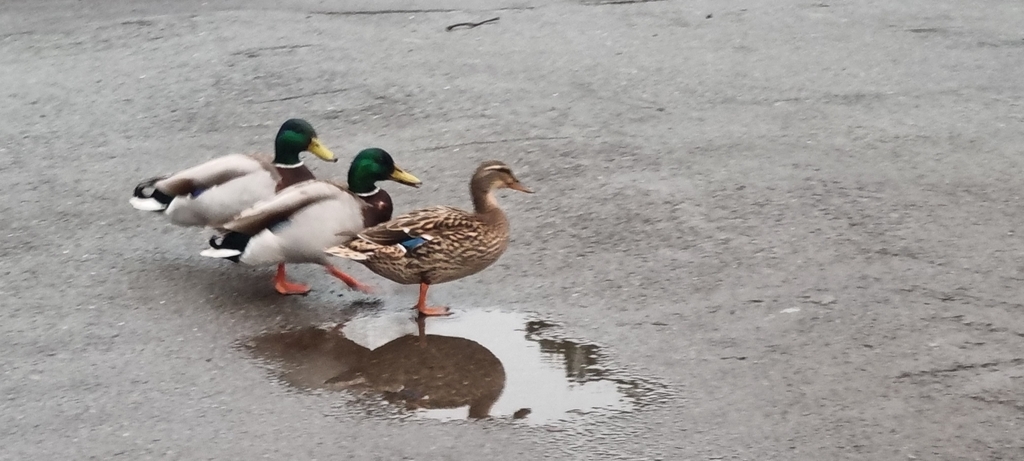 Mallard from Hull HU4, UK on March 28, 2023 at 06:42 PM by Emma Burdon ...