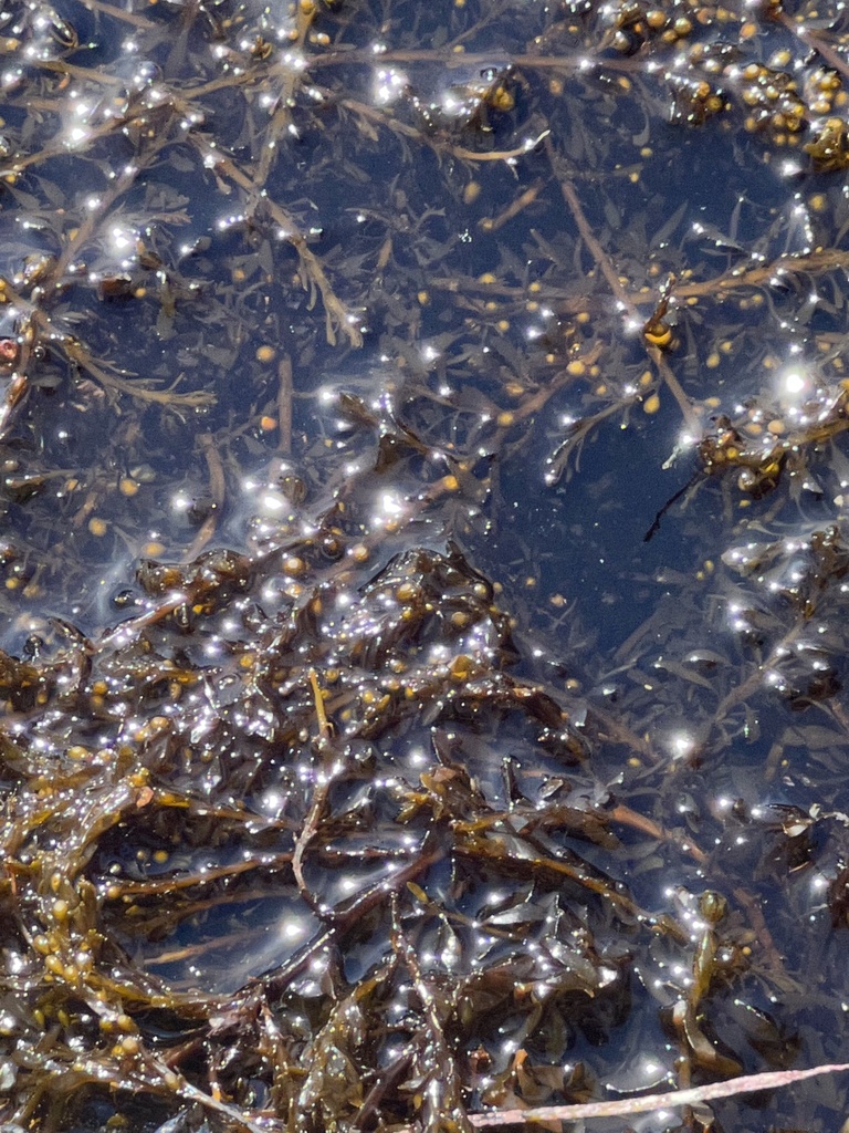 Japanese Wireweed from Newport Bay, Newport Beach, CA, US on March 18 ...