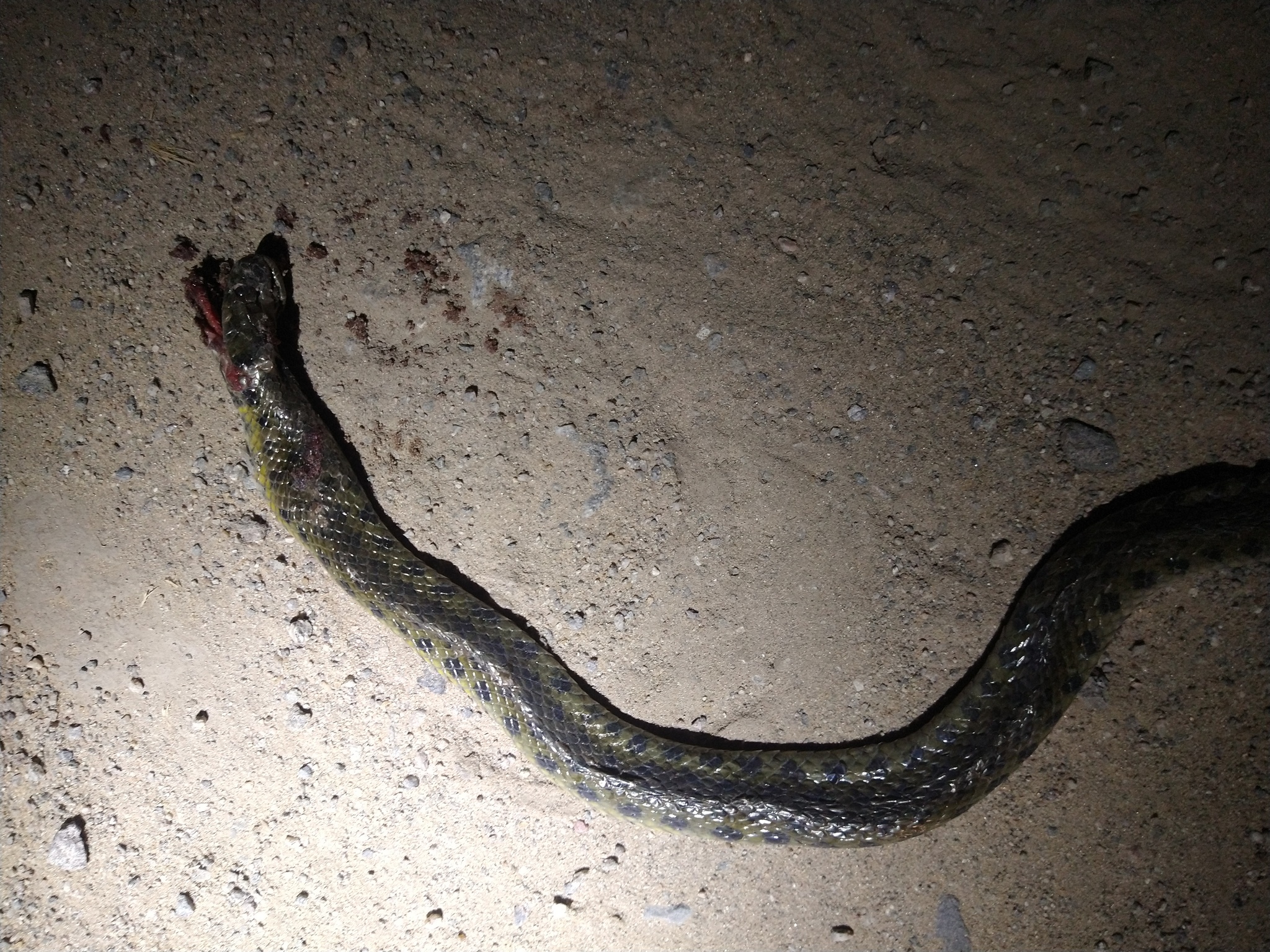 Helicops leopardinus (Schlegel, 1837)