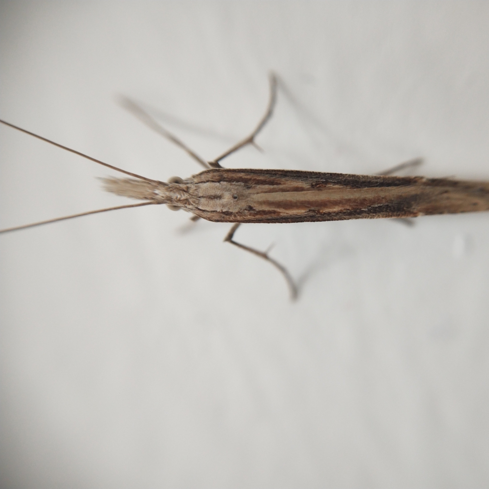 Ypsolopha mucronella (Scopoli, 1763)