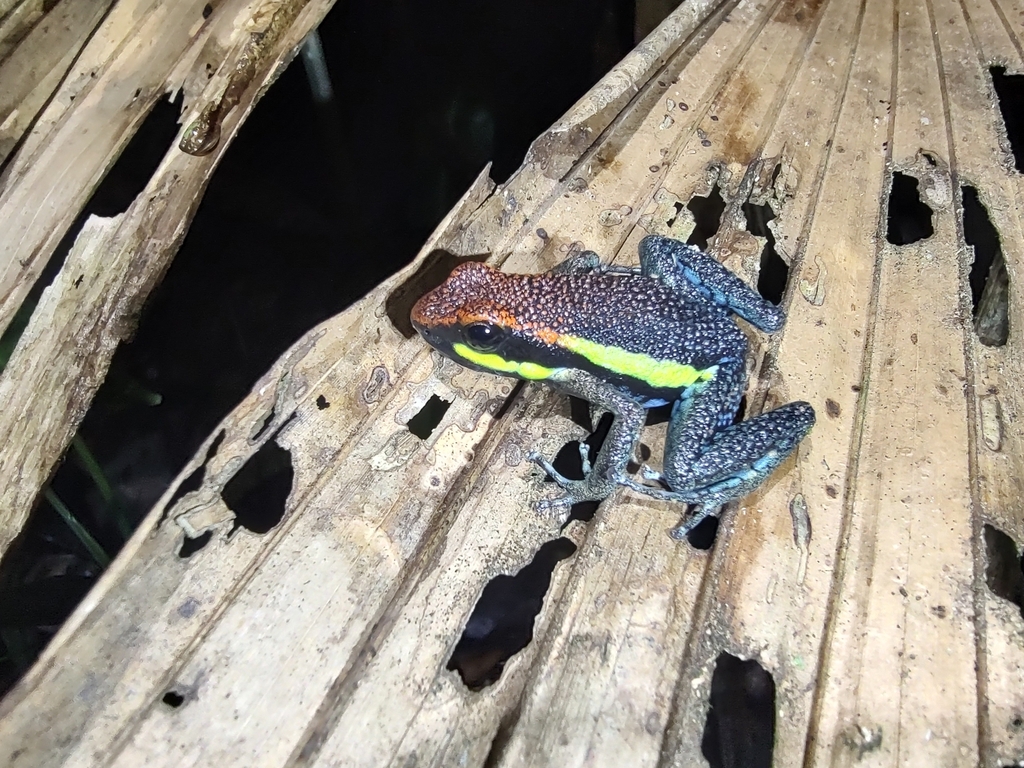 Manú Poison Frog from 08145, Peru on February 6, 2023 at 09:41 PM by ...