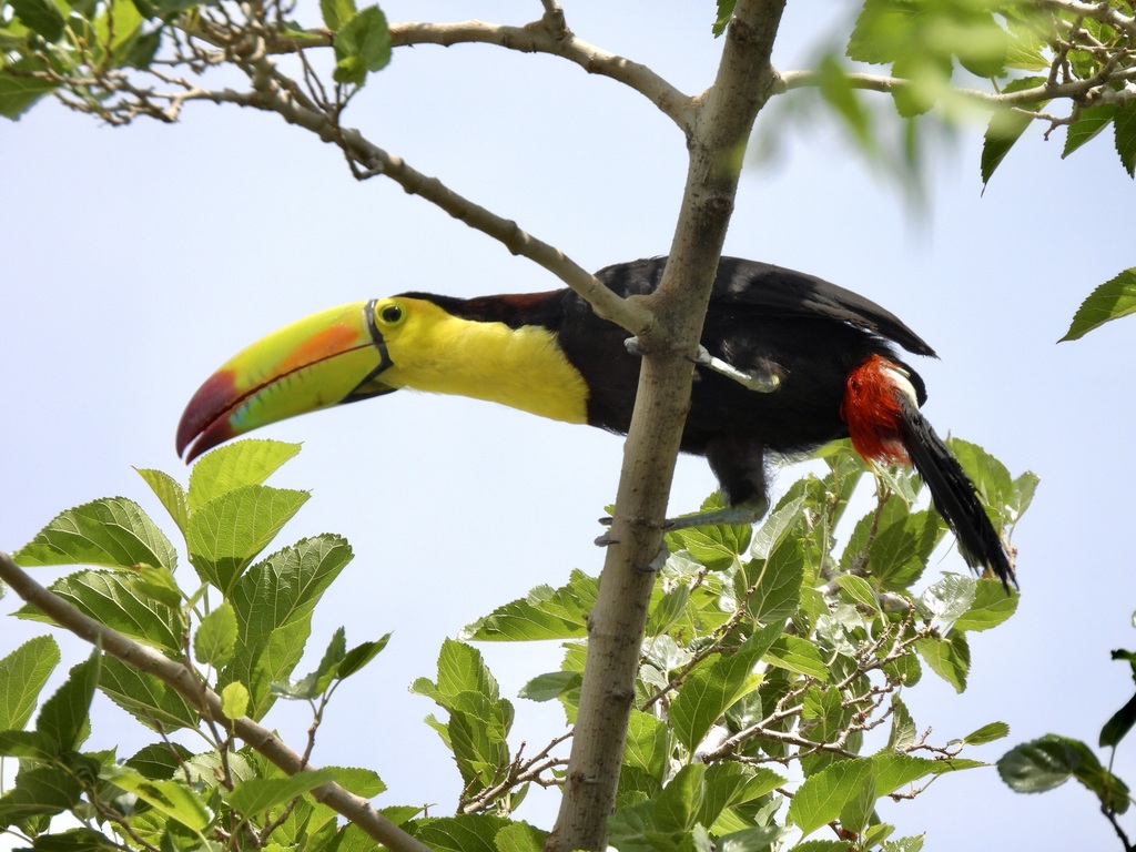 Keel-billed Toucan in March 2023 by Francisco Valdes Perezgasga ...