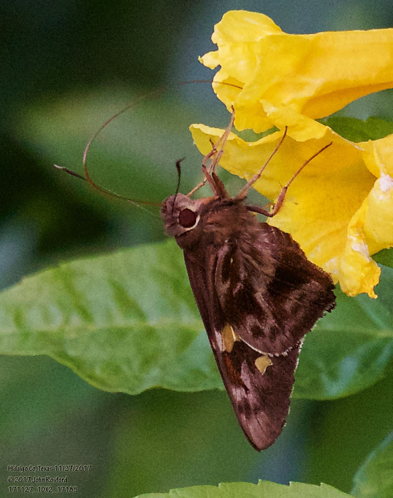 Green-backed Ruby-eye from Mission, TX, USA on November 27, 2017 at 06: ...