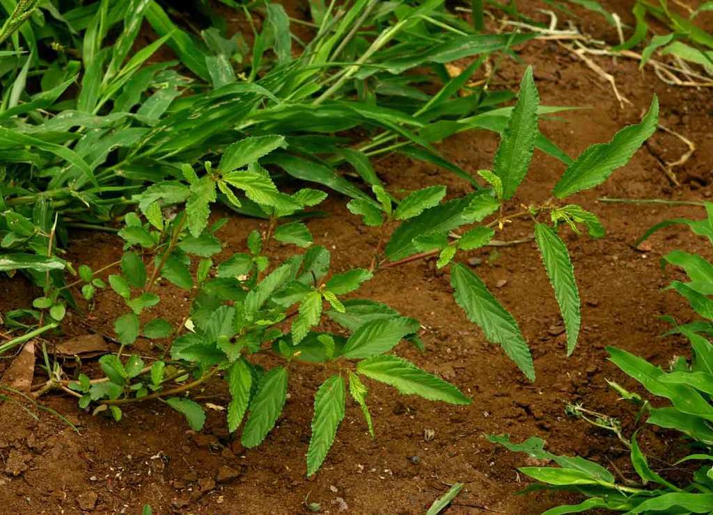 Wild Jute (Corchorus tridens) - Botanical Realm