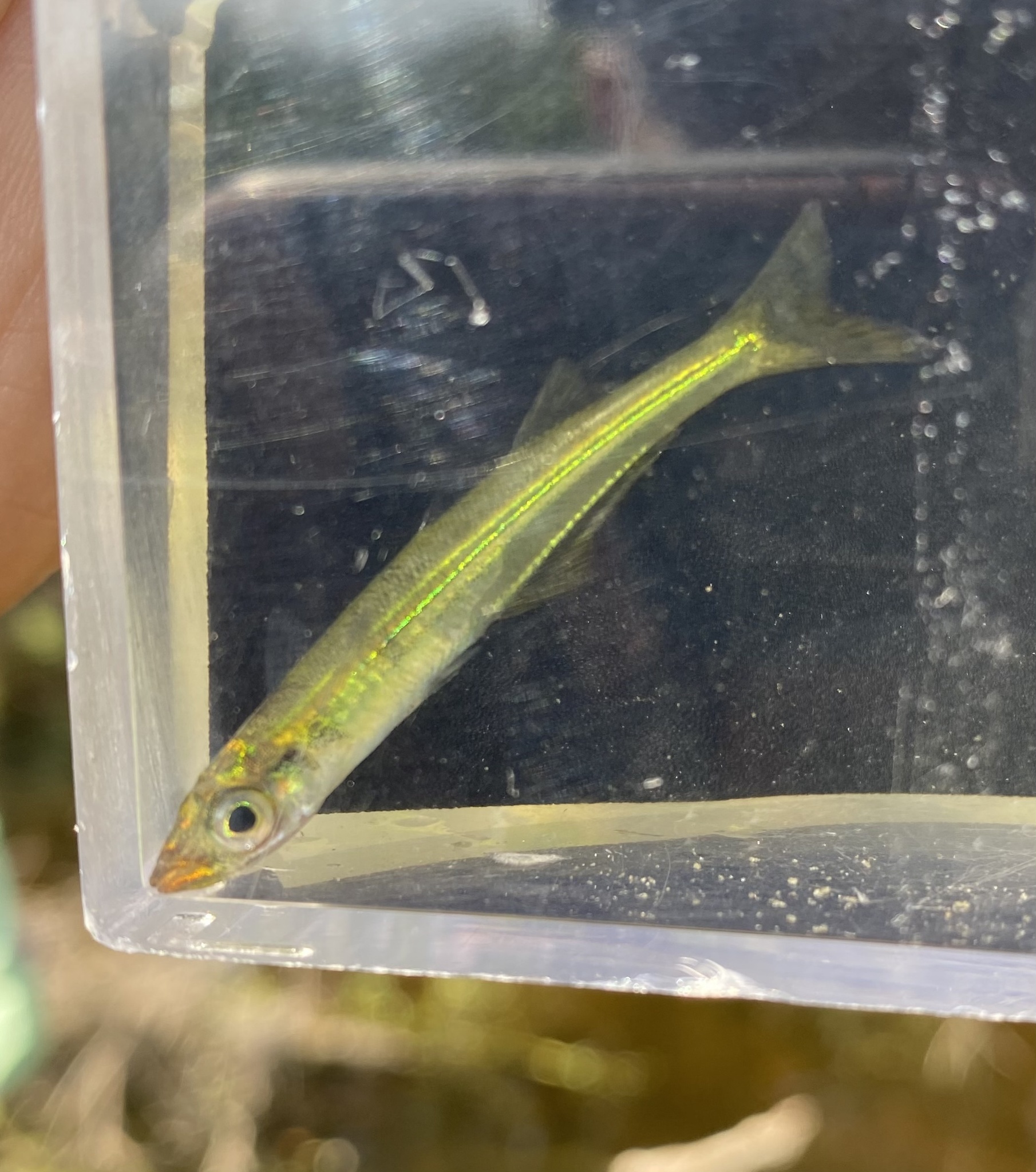 Labidesthes vanhyningi Bean & Reid, 1930