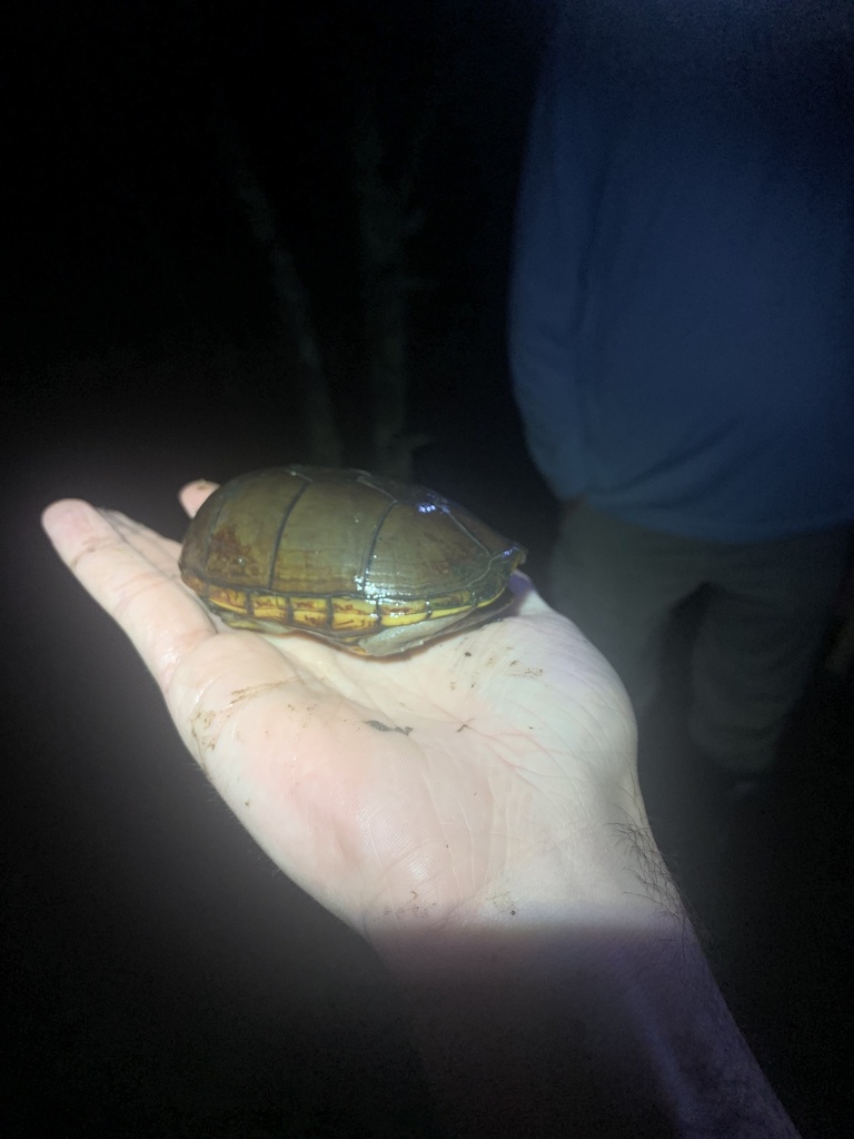 Eastern Mud Turtle in March 2023 by Justin · iNaturalist