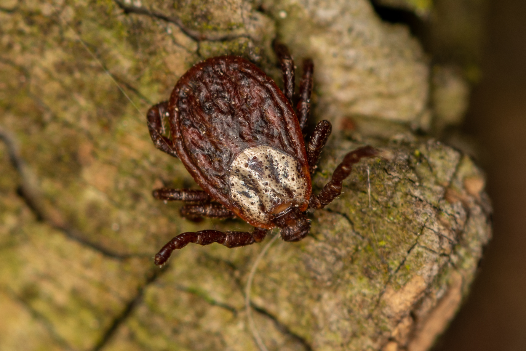Dermacentor reticulatus Fabricius, 1794