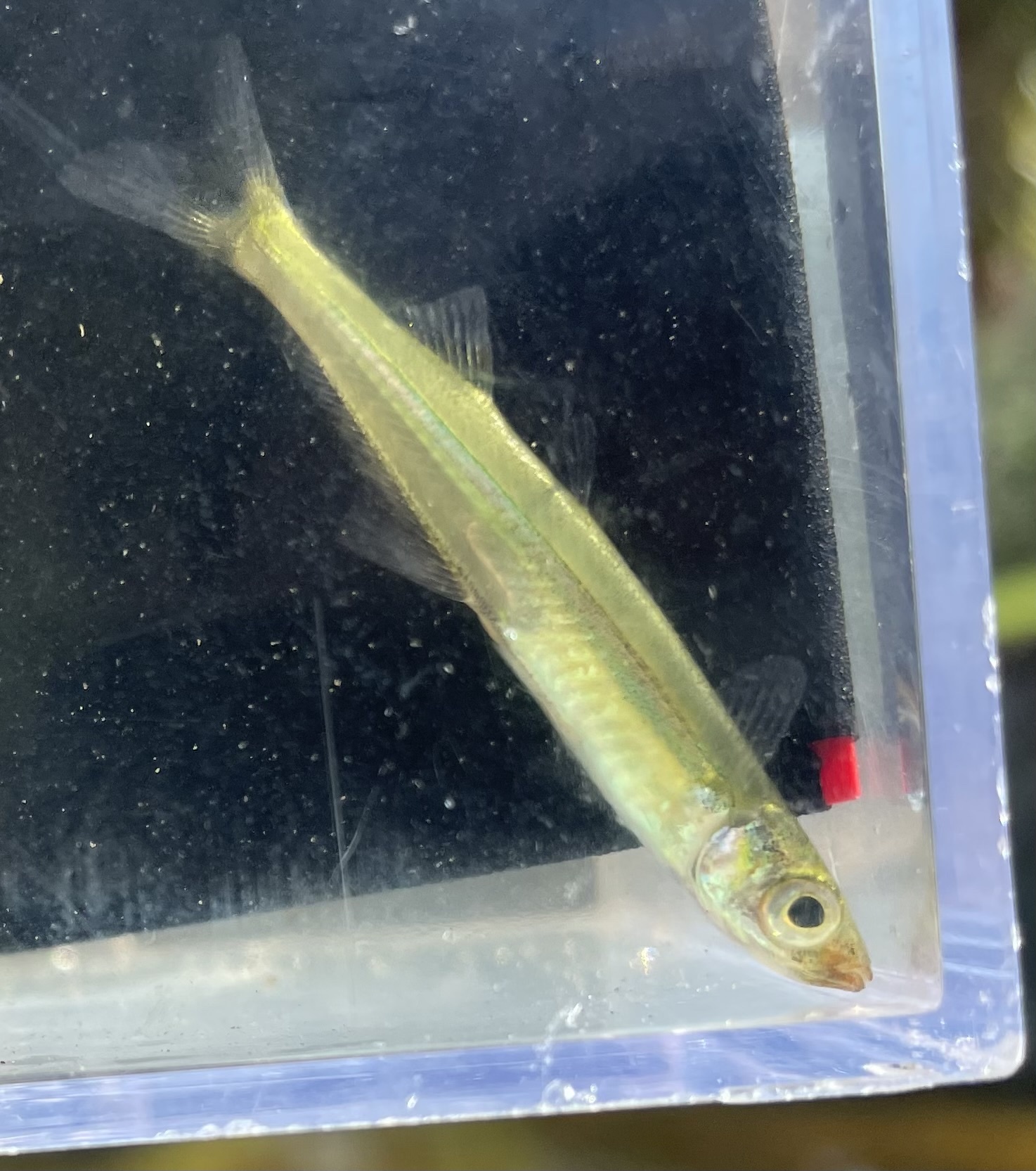 Labidesthes vanhyningi Bean & Reid, 1930