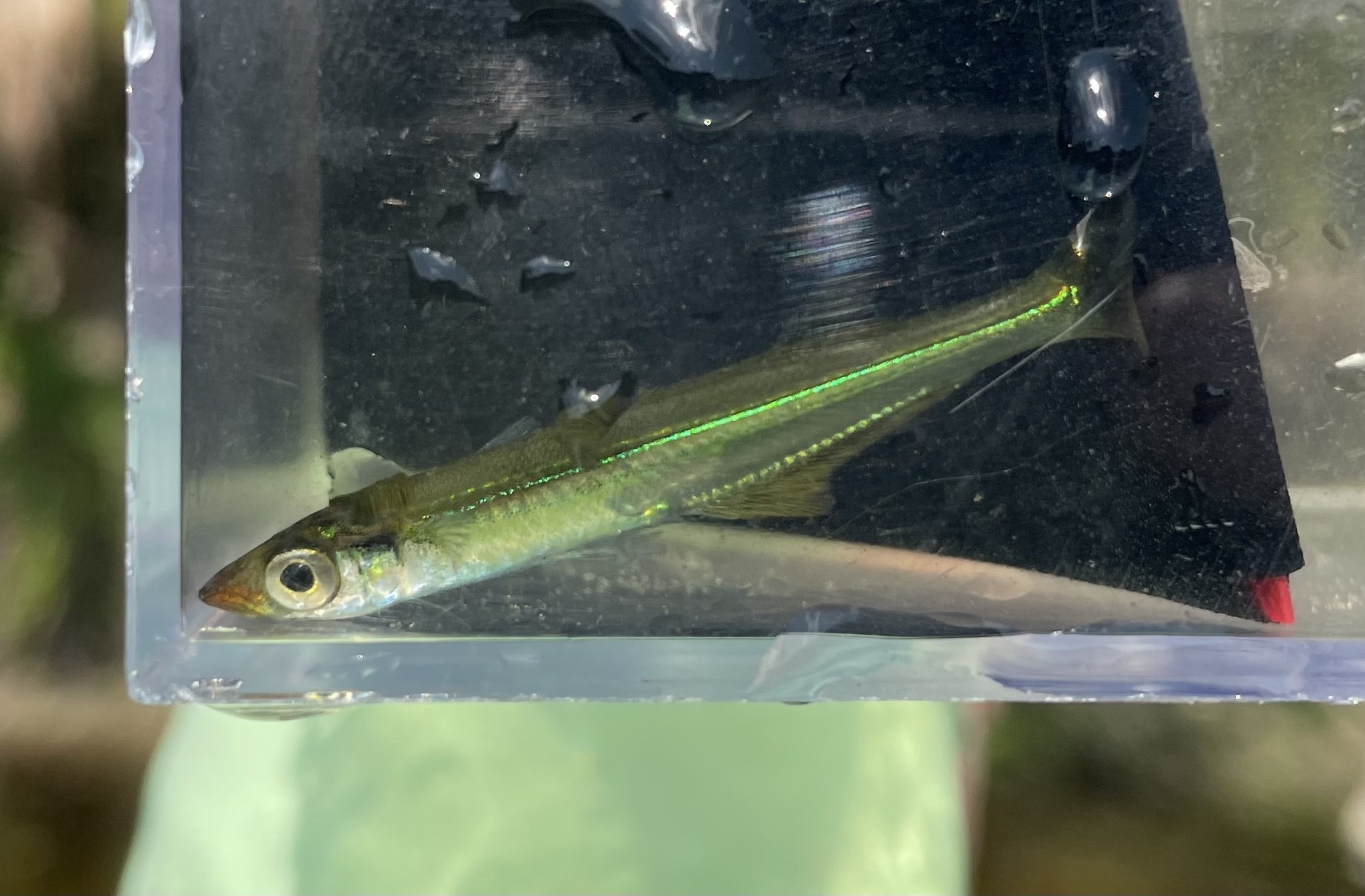 Labidesthes vanhyningi Bean & Reid, 1930