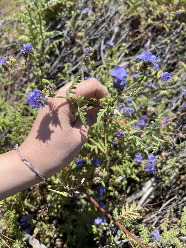 distant phacelia from Harding St, Los Angeles, CA, US on March 28, 2023 ...