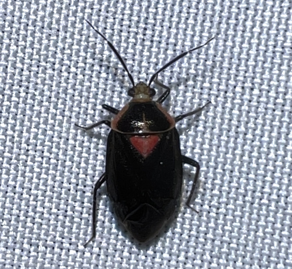 Deraeocoris sayi (Reuter, 1876)
