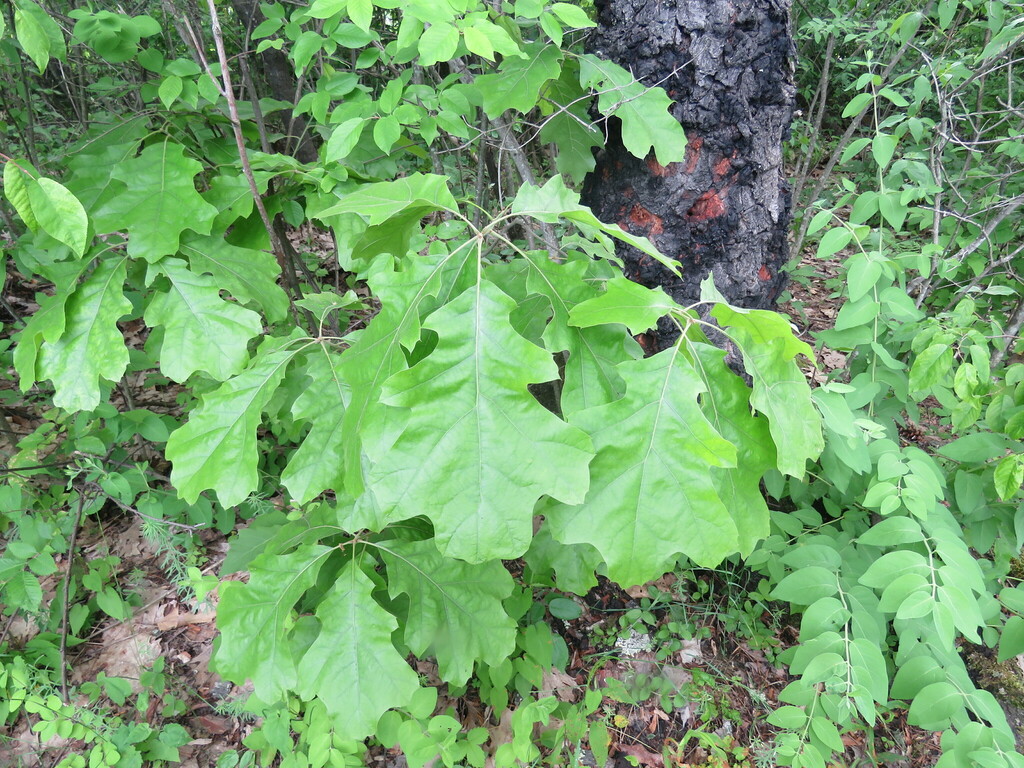 black oak from Colchester Pond, Colchester, VT 05446, USA on June 10 ...