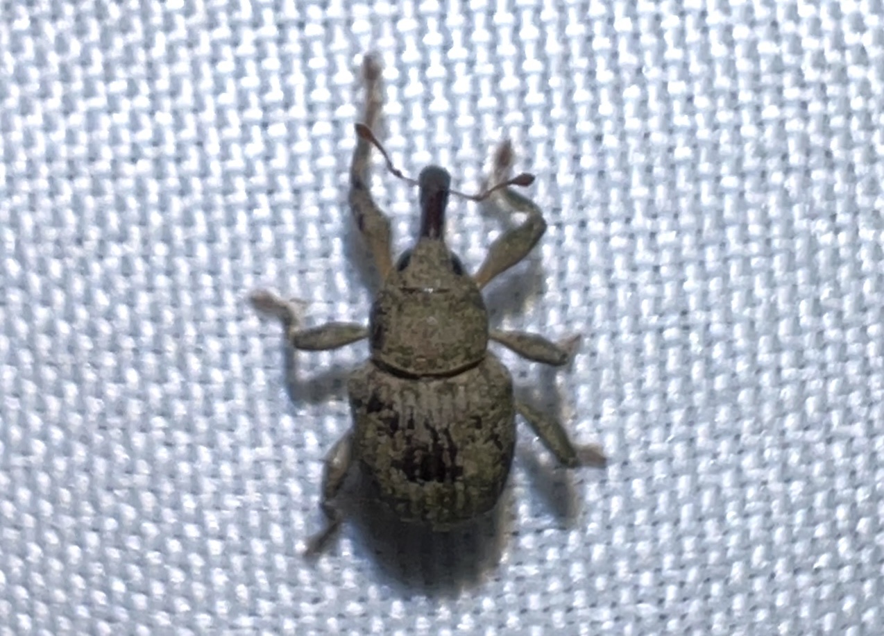 Neochetina eichhorniae Warner, 1970
