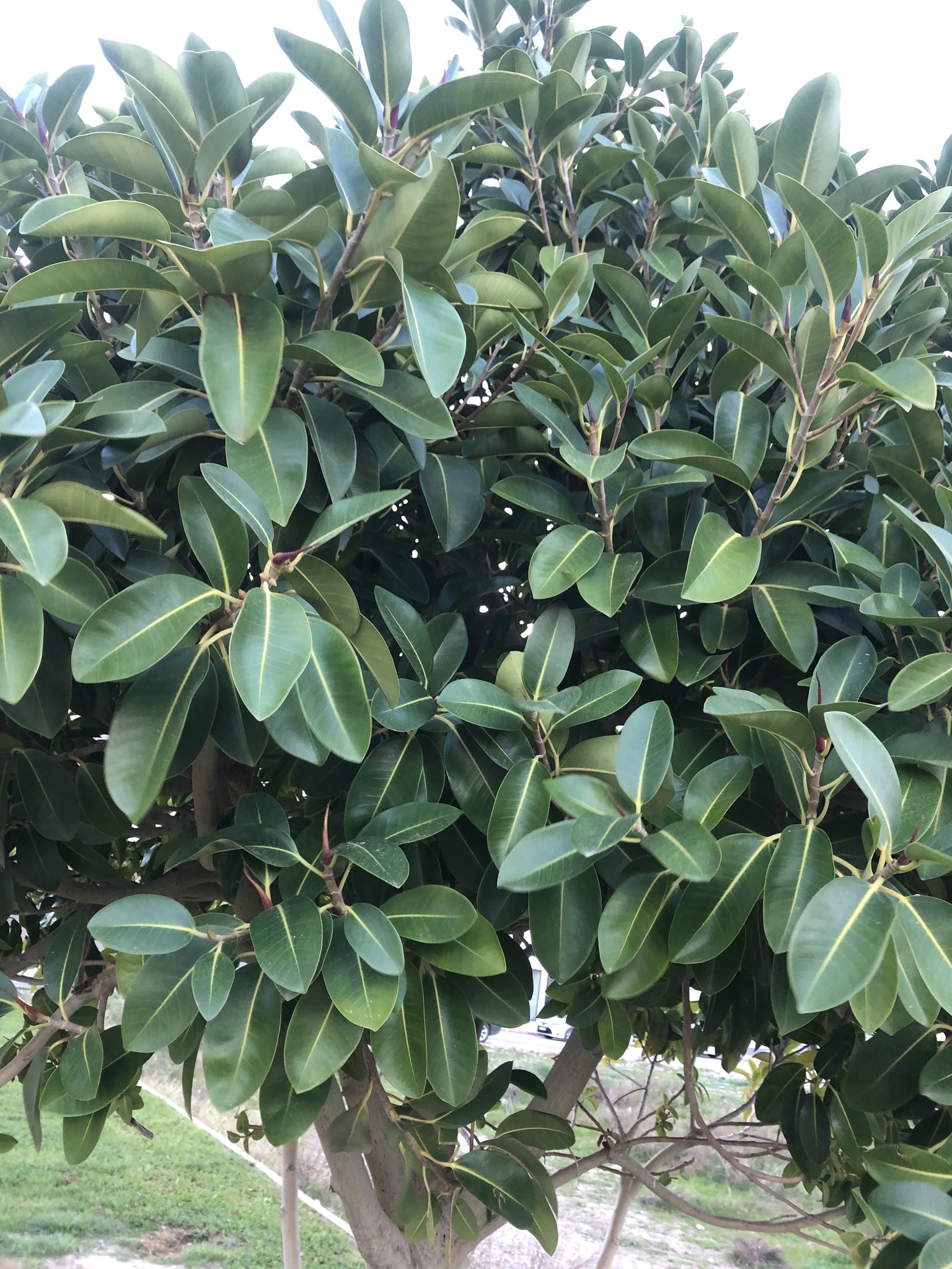 Ficus elastica Roxb.