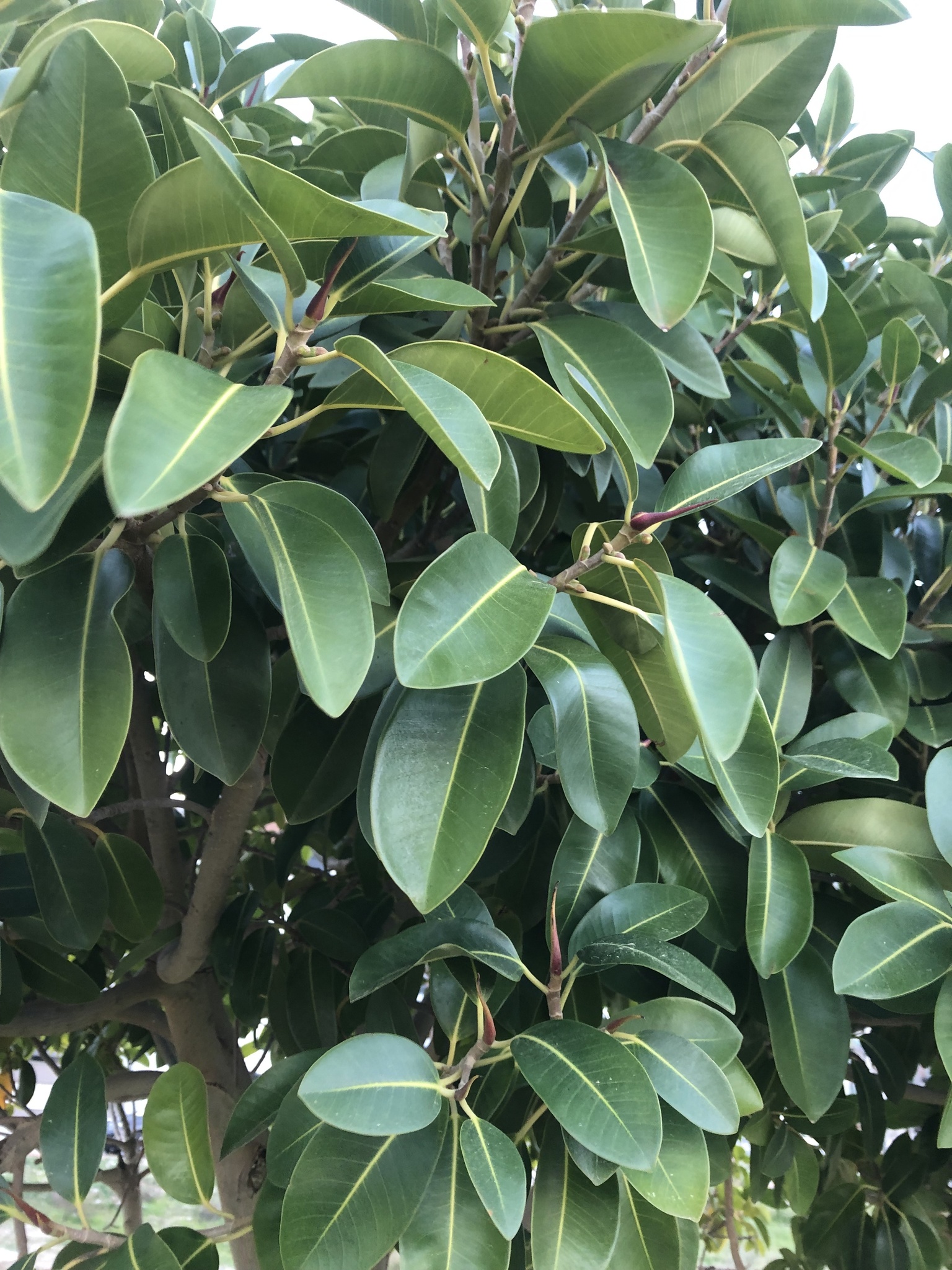 Ficus elastica Roxb.