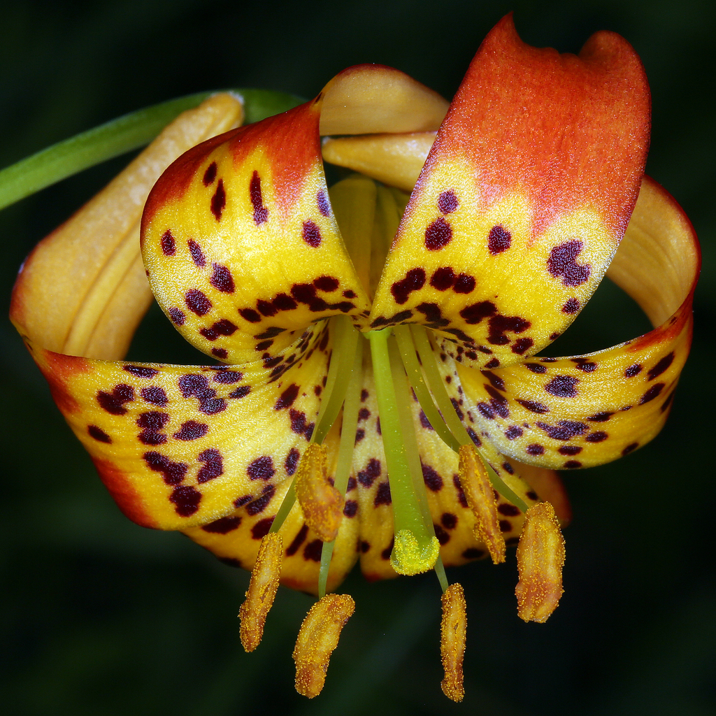 Leopard Lily from Siskiyou County, CA, USA on July 31, 2019 at 03:52 PM ...
